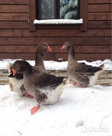 Гуси тулузские