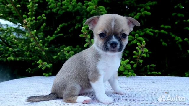 Девочка, окрас рыже-соболиный с белым