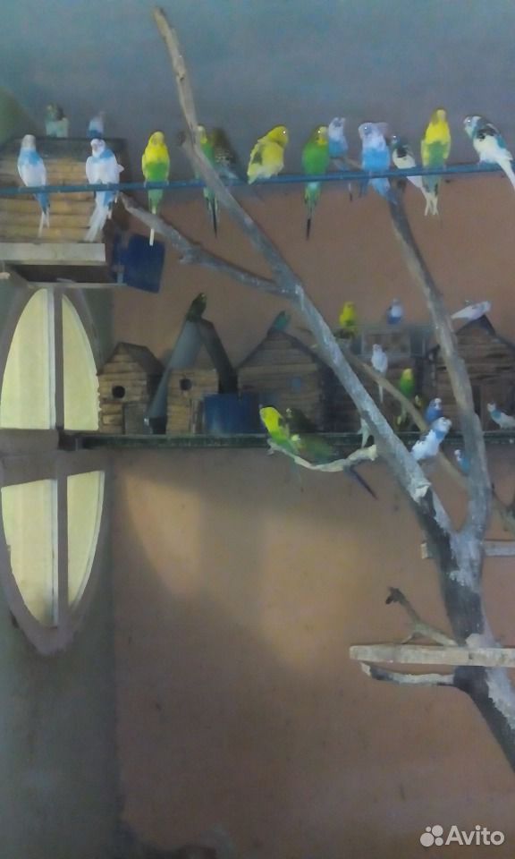 Продажа волнистых попугайчиков