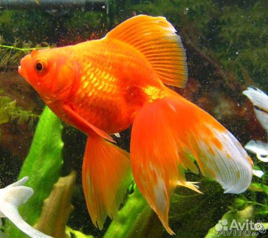 Золотые рыбки разные