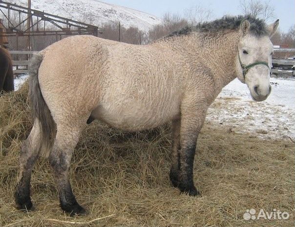 На случной сезон 2019 предлагается жеребец Акурай