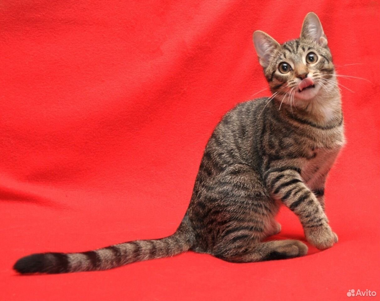 Нежная и Грациозная Мини Тигрица в дар