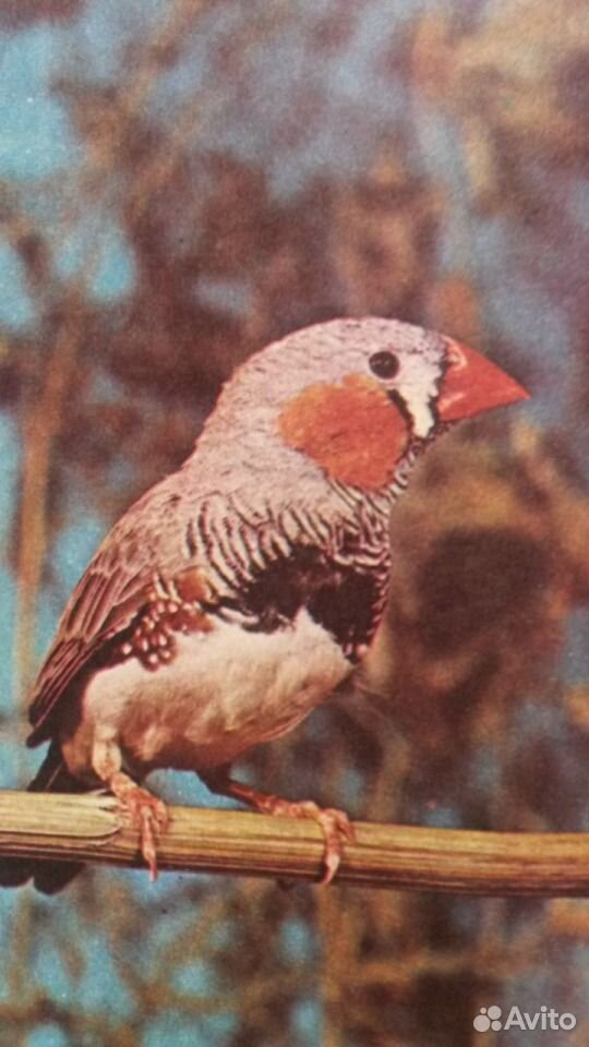 Амадинки зебровые