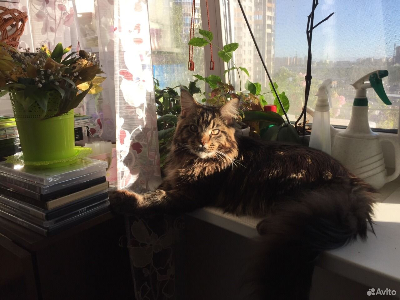 Нужна кошка для кота