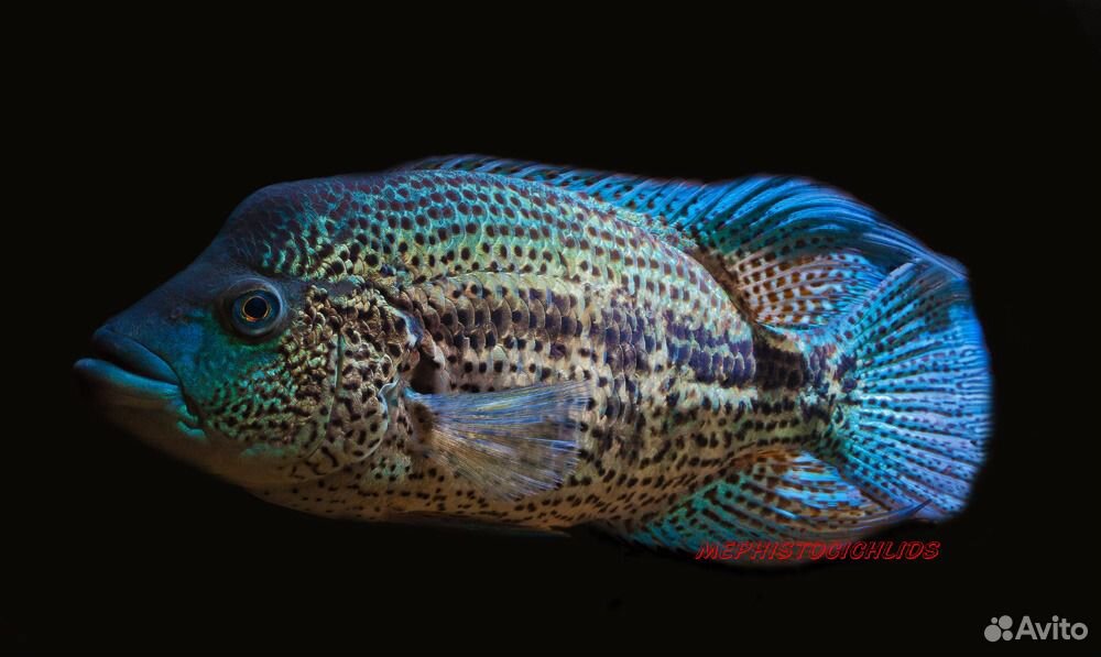 Цихлазома дови(цихлида волк)