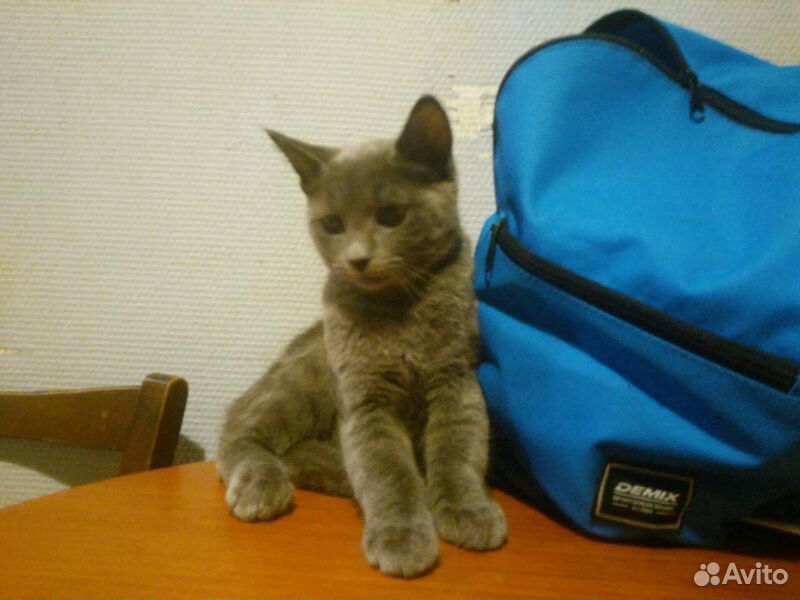 Котик 4 мес в дар