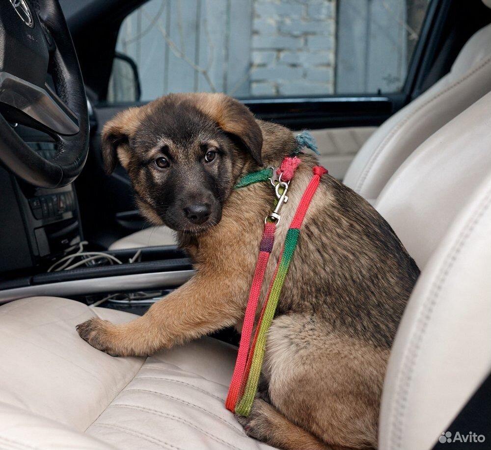 Плюшевый щенок Люк в хорошие руки