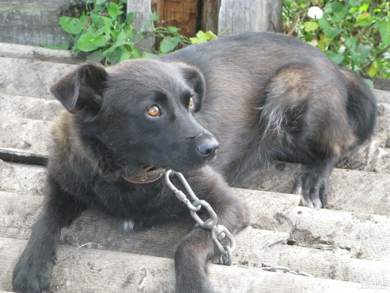 Cобака
