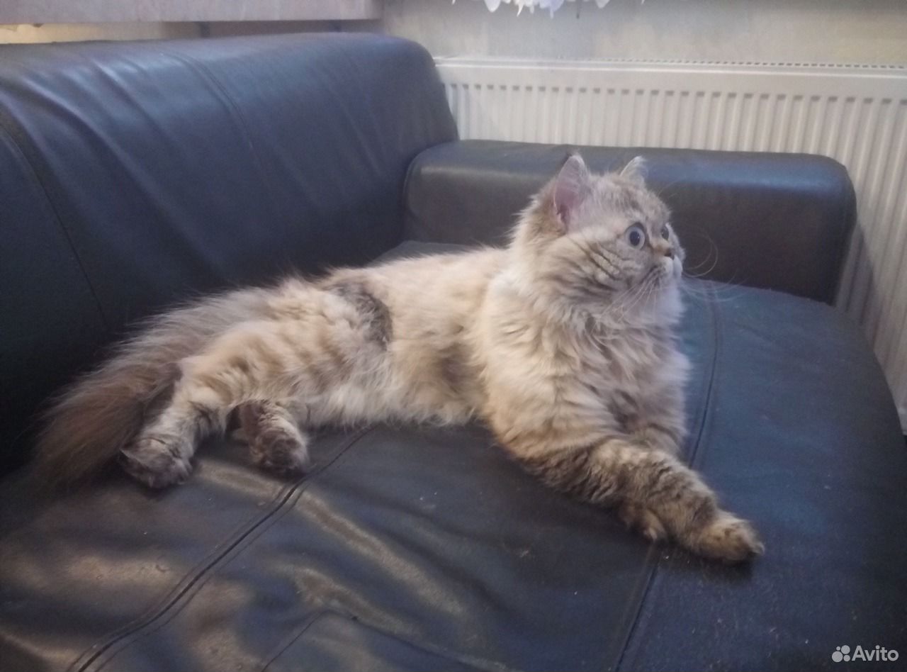 Вязка Шотландский прямоухий кот, Скоттиш Страйт