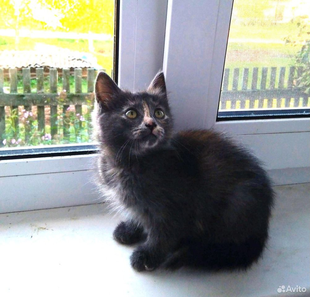 Девчушка ищет дом