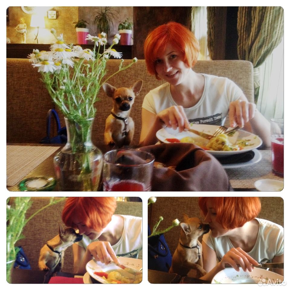 Вязка чихуахуа (стандарт), Ищем невесту