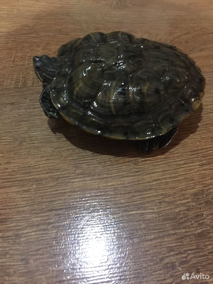 Черепаха водяная