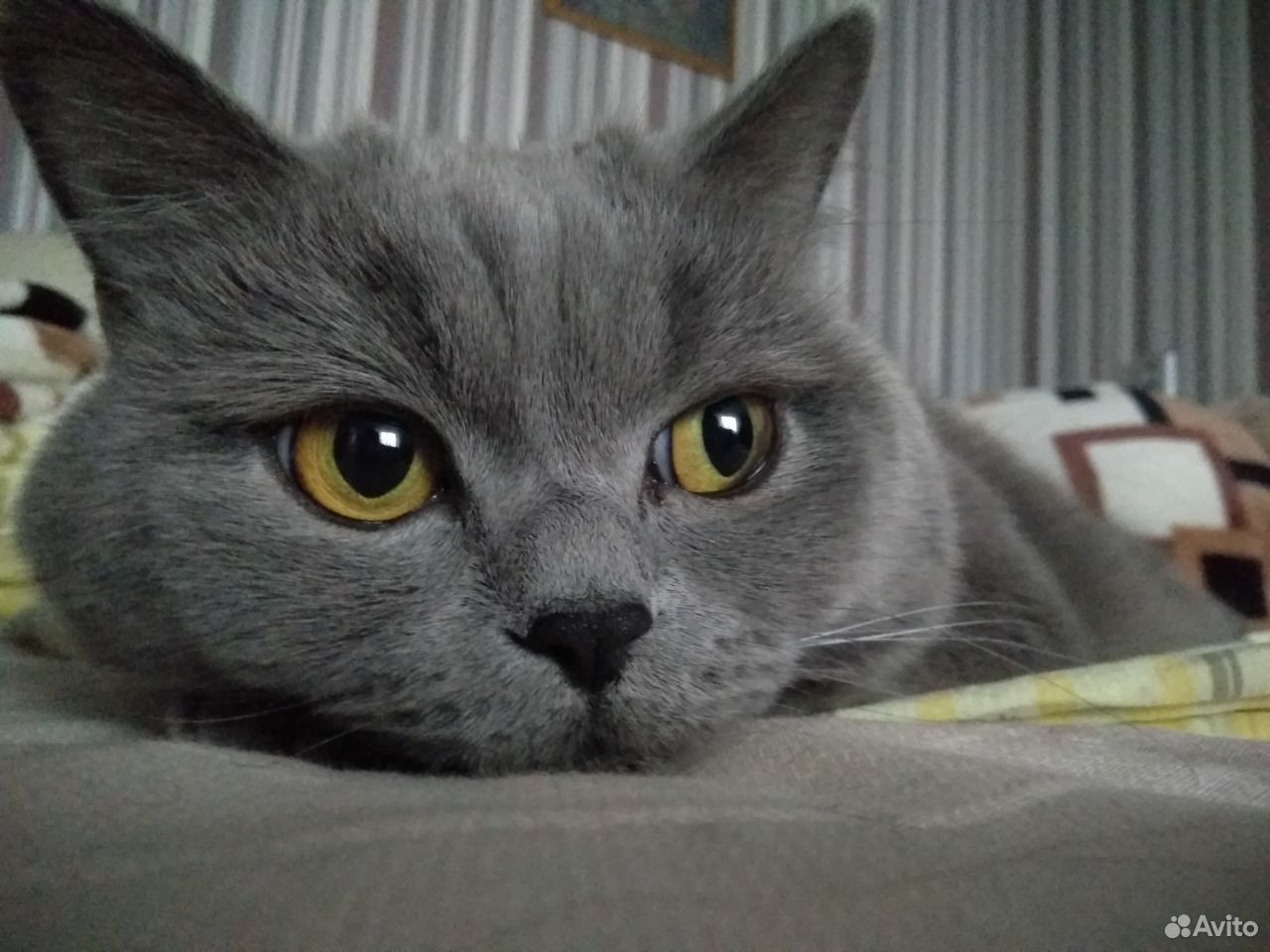 Шотландский кот приглашает на вязку, вязка с котом