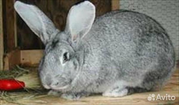 Продам кроликов мясных пород