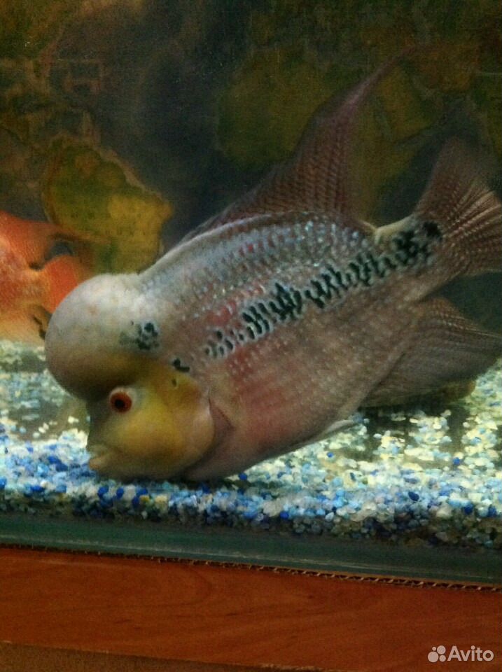 Фловер Хорн (пара)