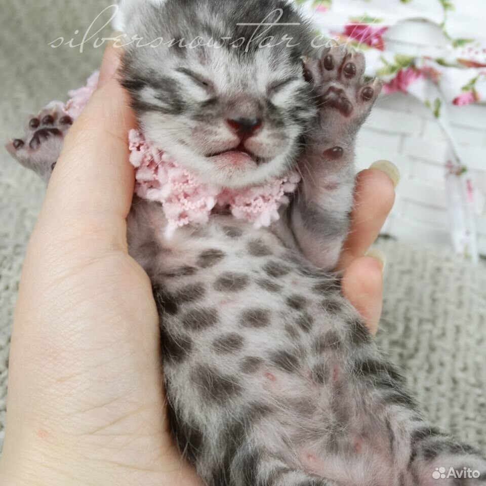Бенгальские котята в серебре
