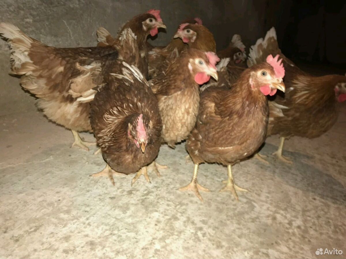 Цыплята.Утята(Мулард).Гусята.Индюшата(Все породы)