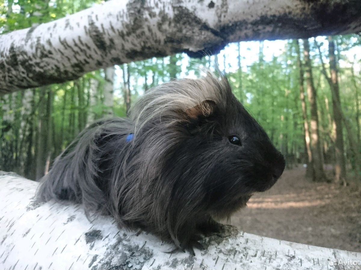 Морская свинка мальчик на вязку ищет девочку