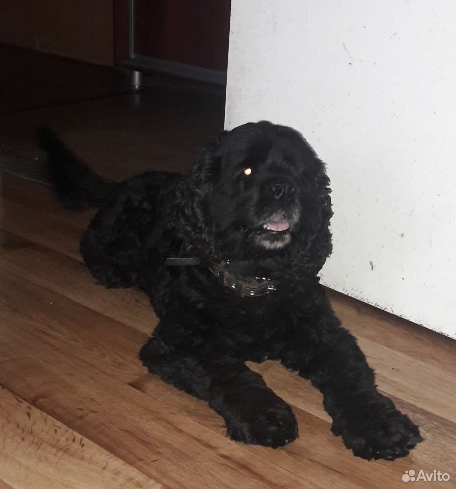 Вязка, ищем девочку