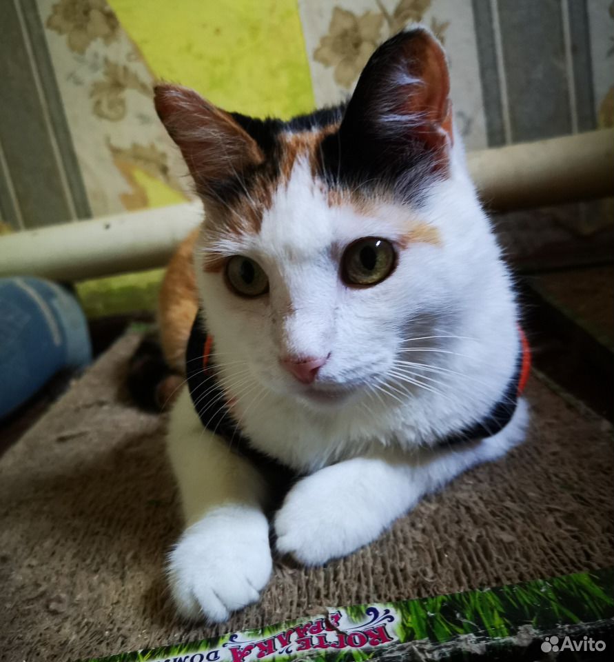 Милая кошечка Зайка