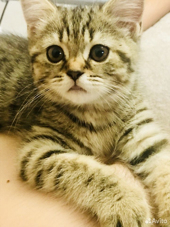 Шотландка скотиш страйт