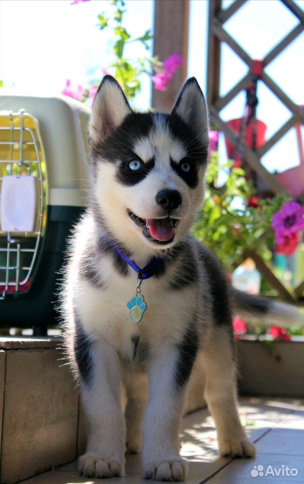 Сибирская хаски - голубоглазая очаровашка