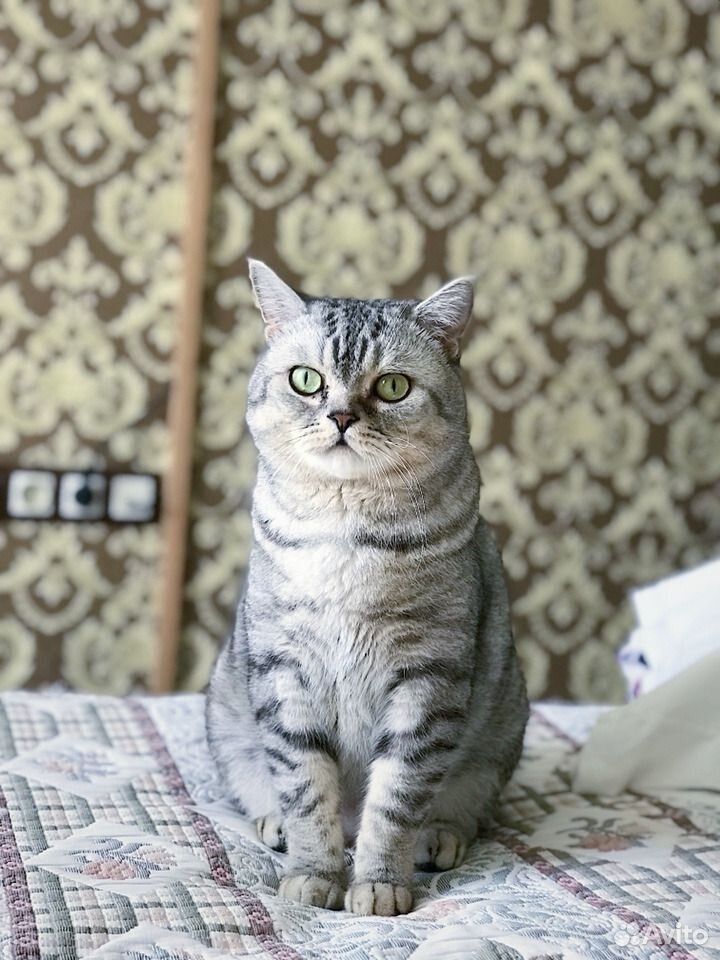 Вязка