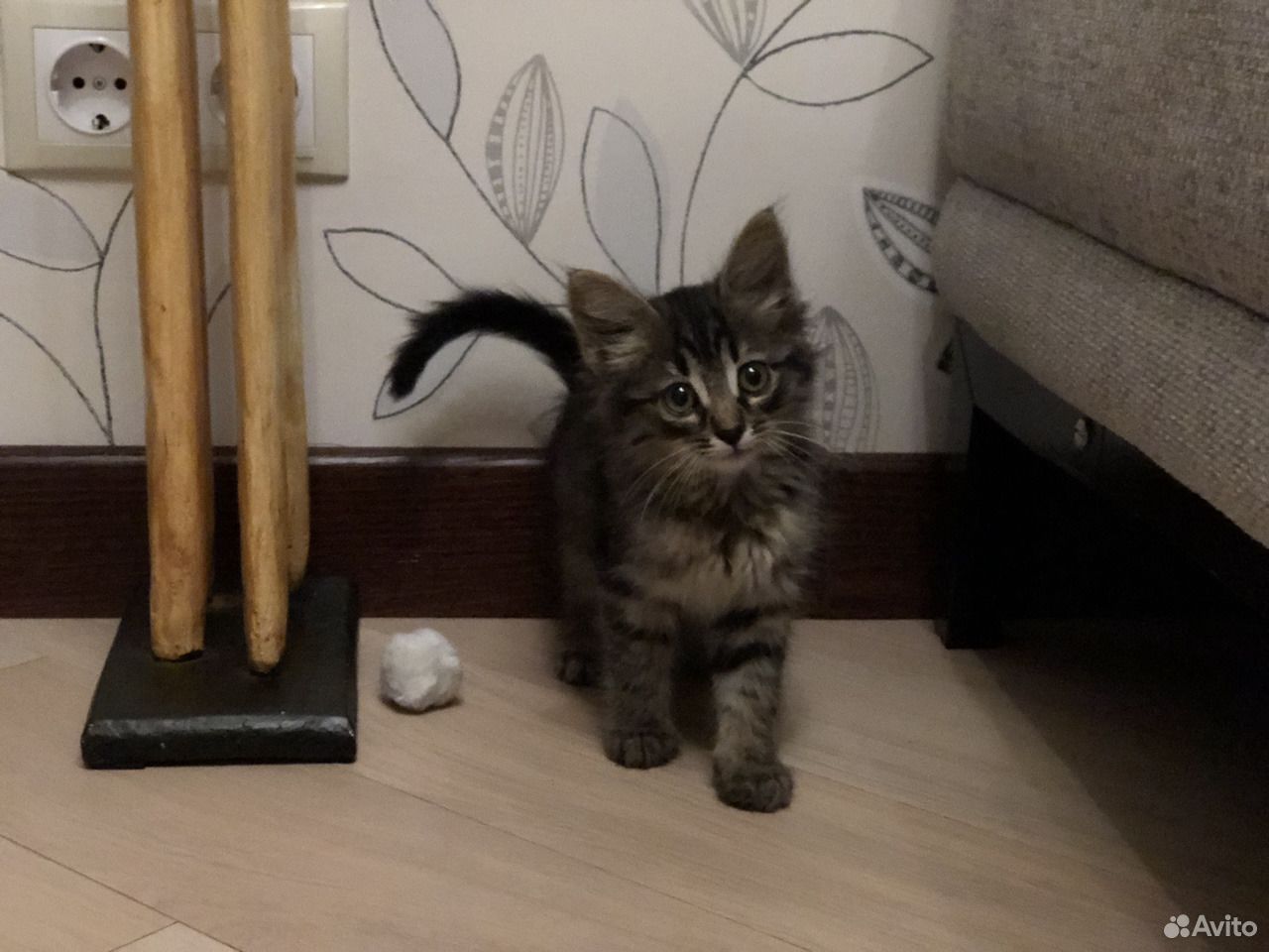 2 месячный Котёнок ищет Тебя)