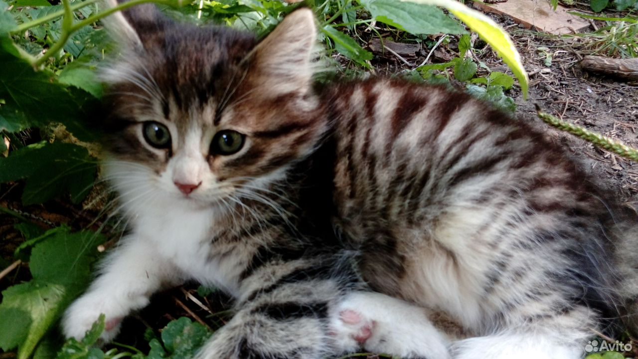 Пушистые котята в добрые руки