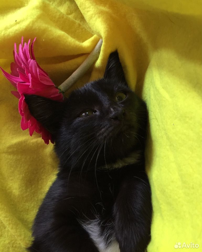 Котёнок с изюминкой