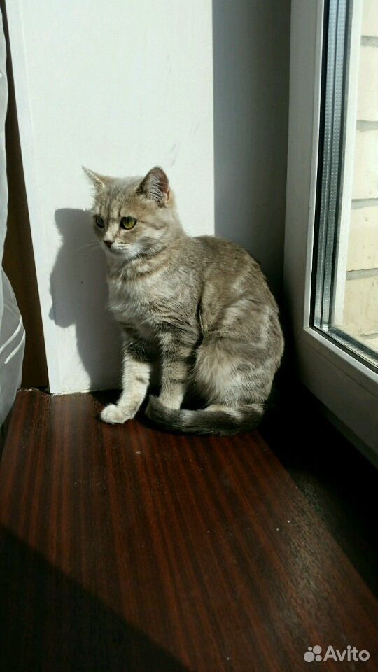 Шотландская мраморная прямоухая кошка