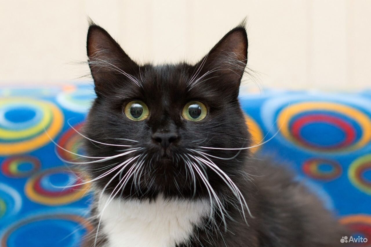 Василиса Прекрасная