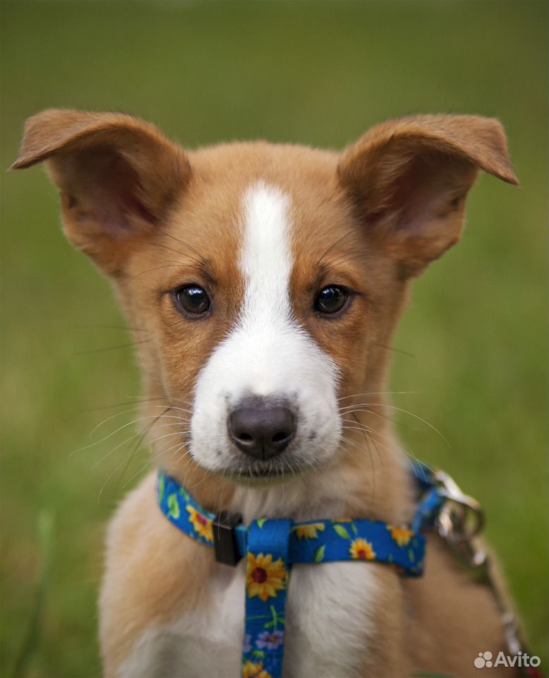 Ластик - щенок 3 месяца в дар