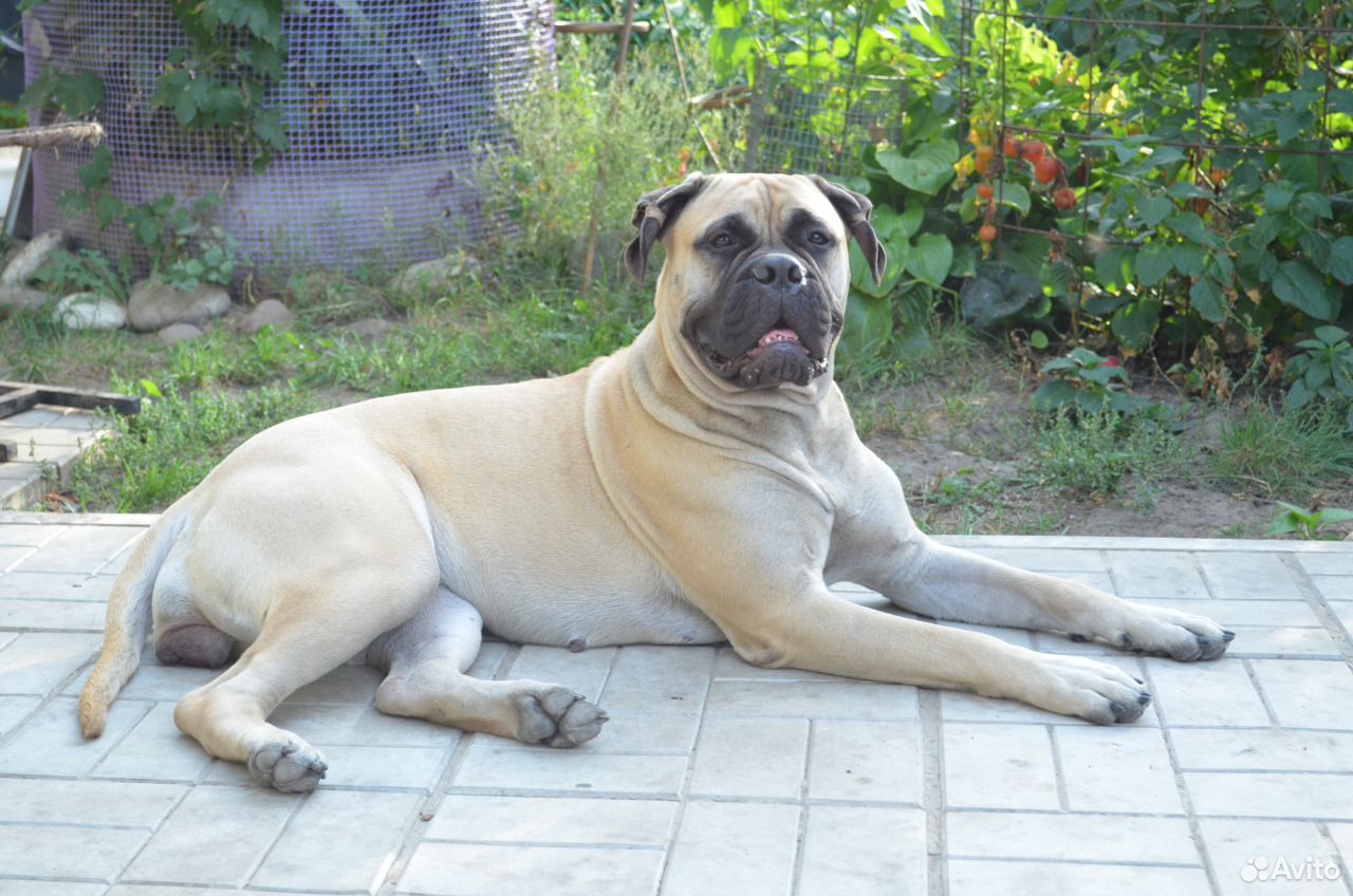 Отдам в совладение красивую суку бульмастифа