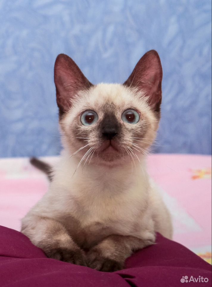 Тайская девочка Сима ищет дом