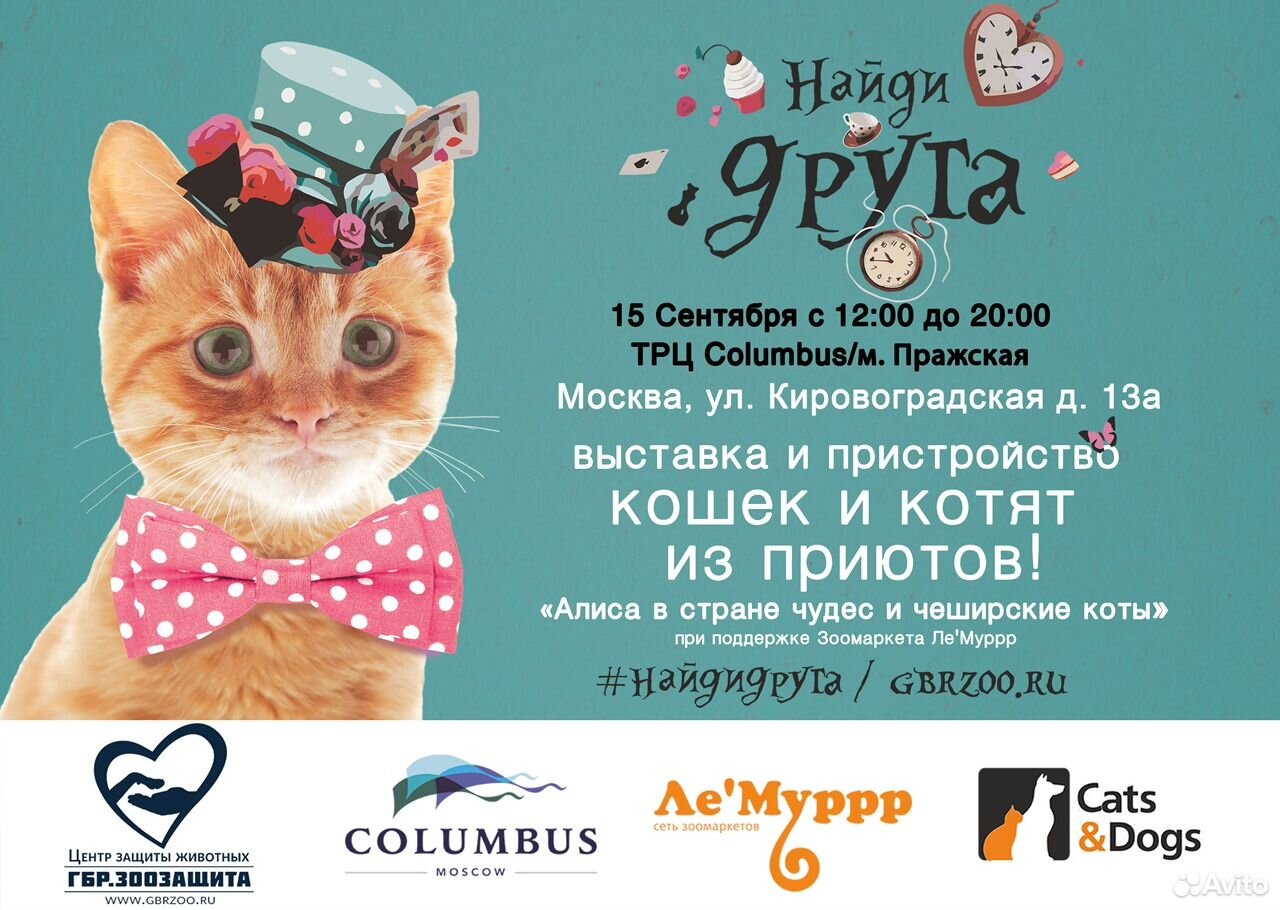 Котики и котята в добрые руки