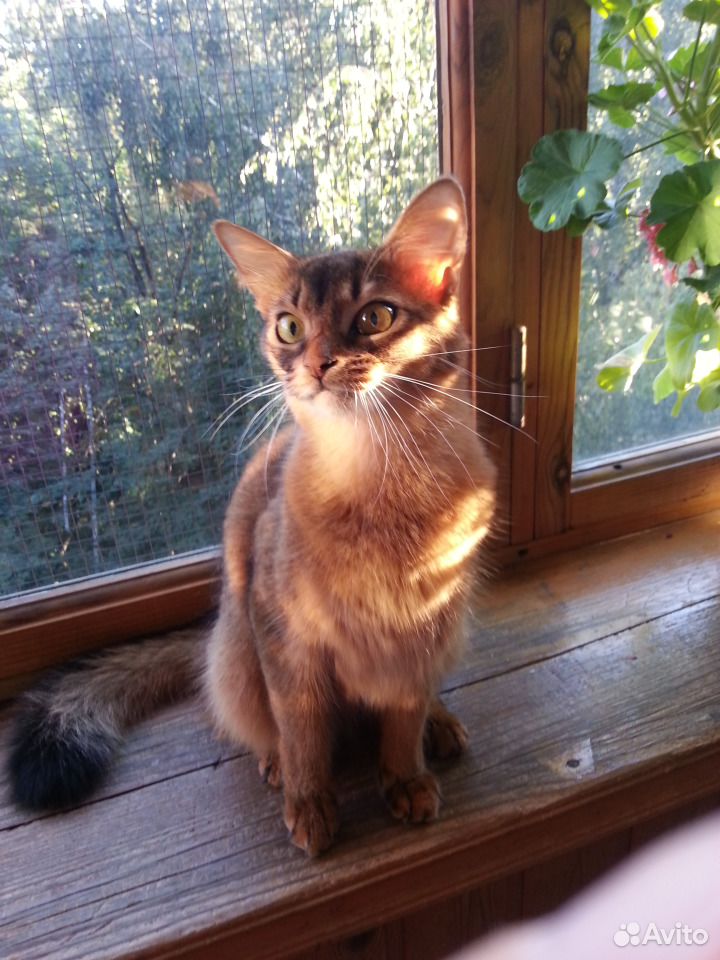 Сомалийская кошка