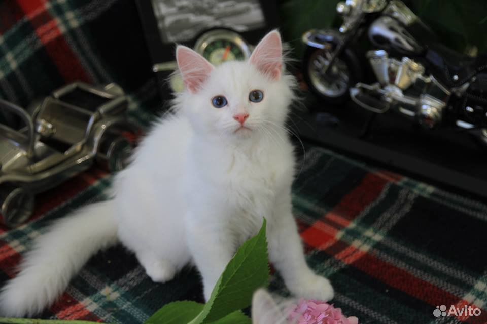 Сибирские котята