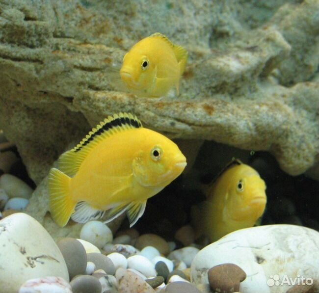 Рыбки еллоу и демасони