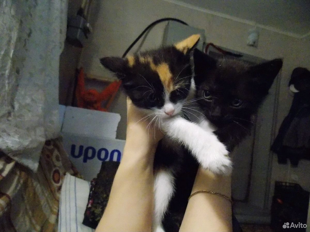 Котята (не на пироги), для души