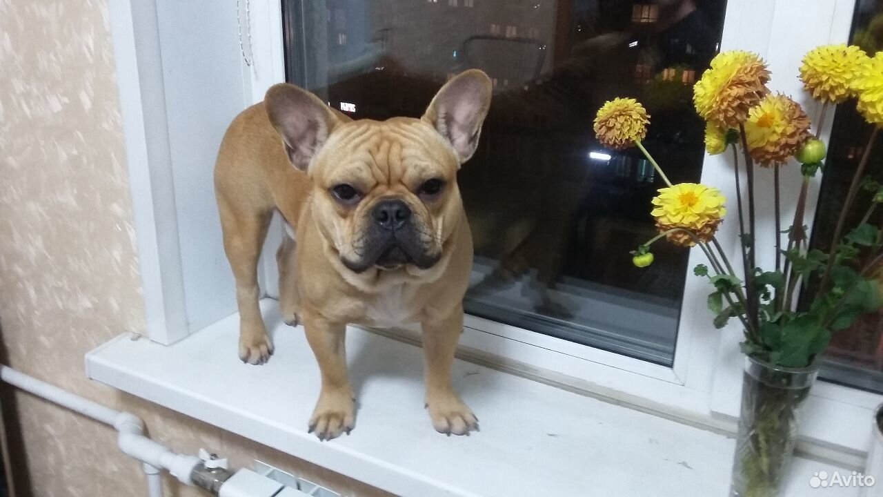 На вязку француз, развязан