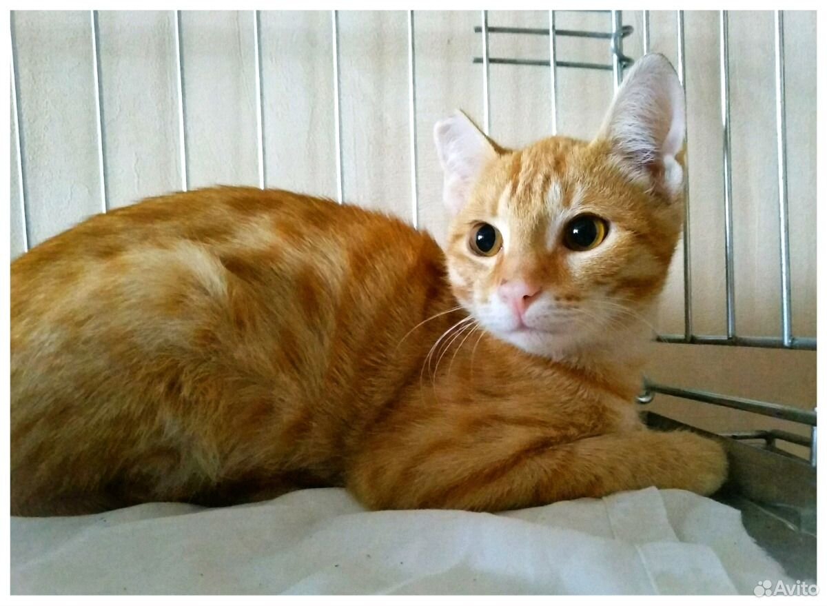 Котенок бесплатно