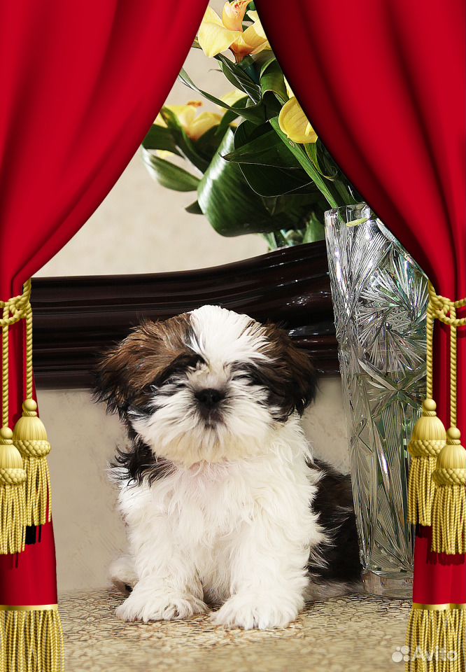 Курносик ши-тцу