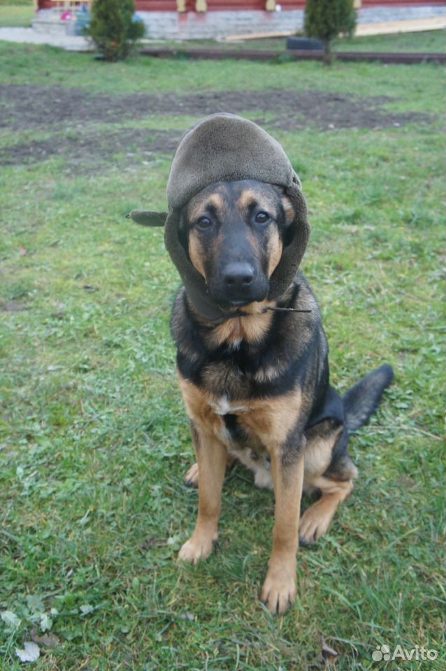 Собака в дар, метис