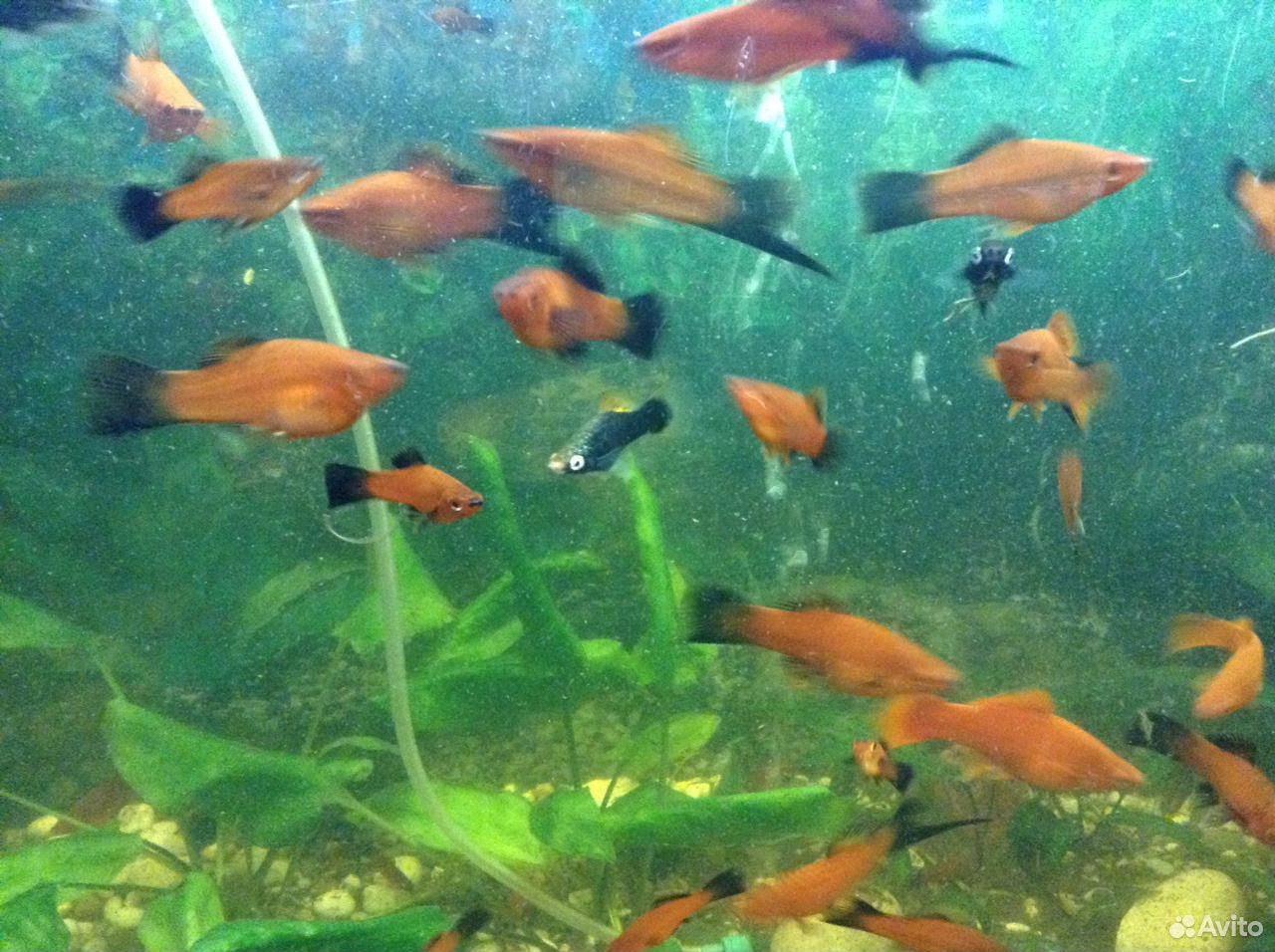 Меченосцы черные берлинские красные рыбки аквариум