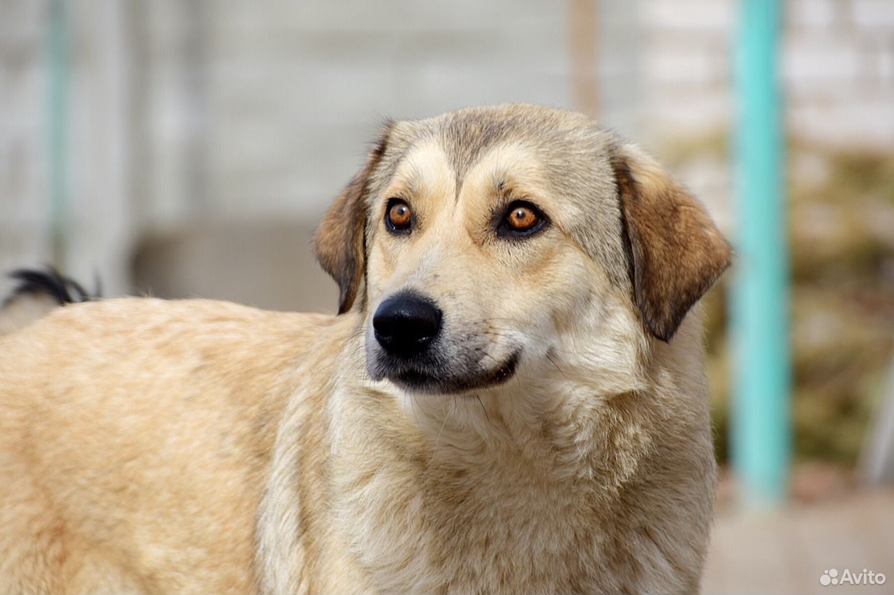 Машенька в добрые руки