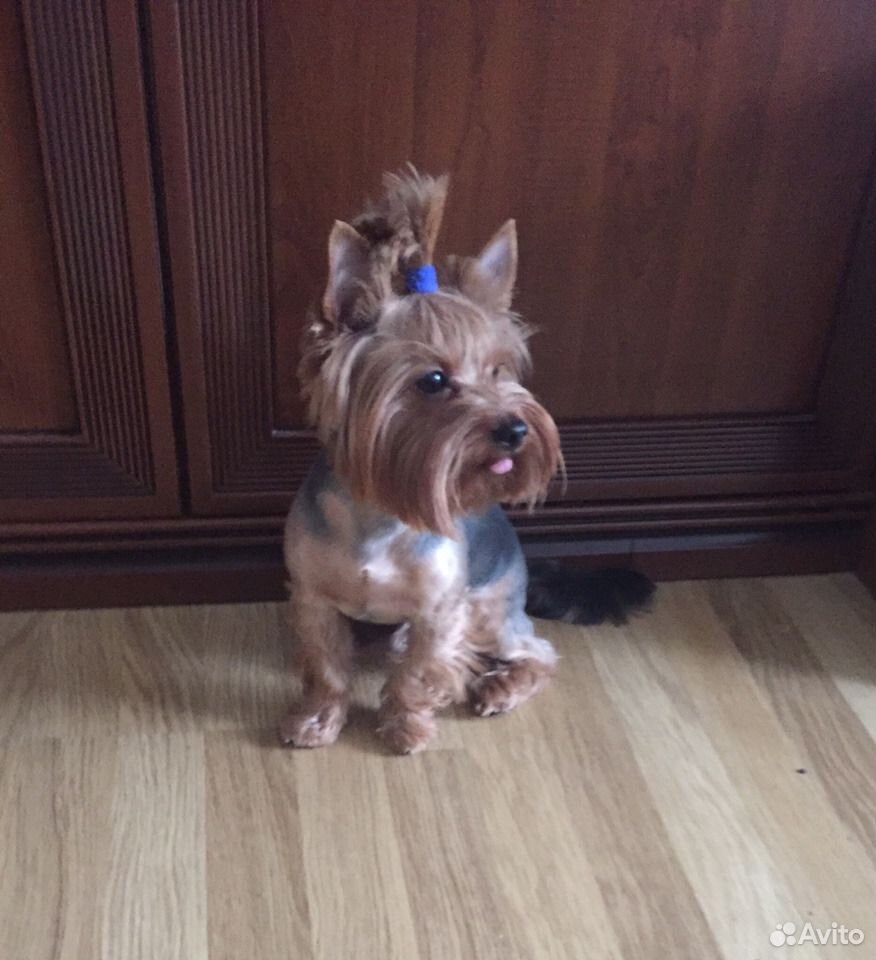 Йоркширский терьер вязка