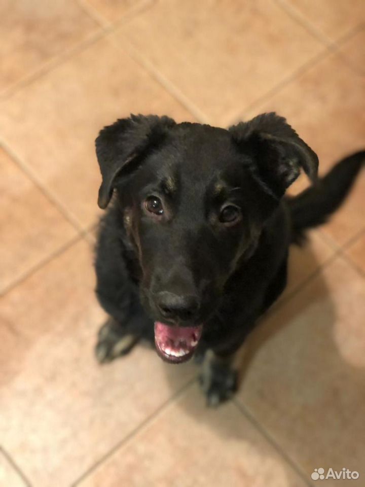 Пёс Брут - идеальный пёс в хорошие руки