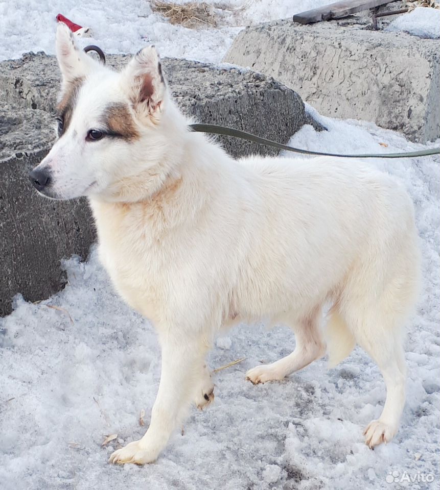 Красавица Кира