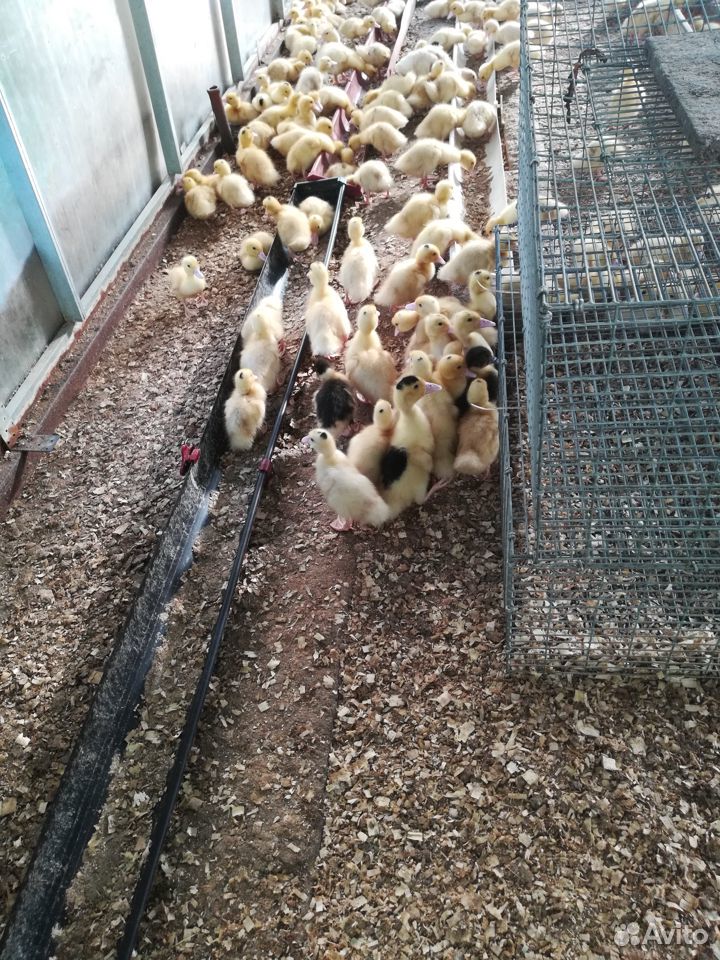 Утятамулардики